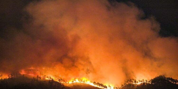 Incendios Forestales Arrasan Más De 109 Mil Hectáreas