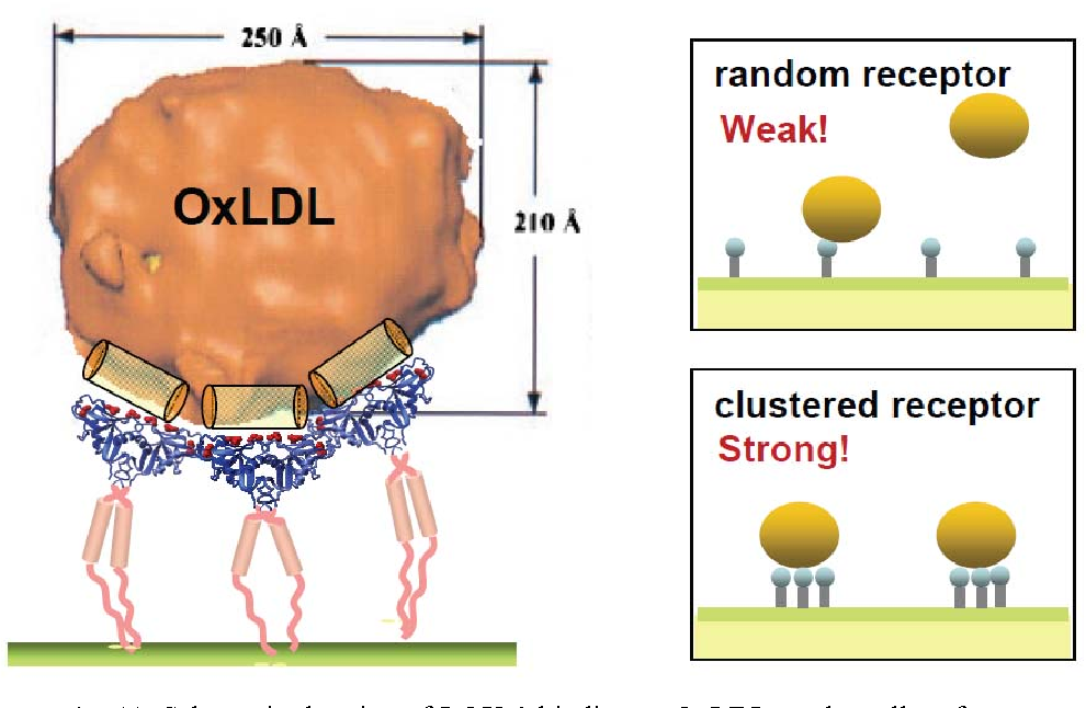 Figure 1 From Oxidized Low Density Lipoprotein Receptor Lox 1 On The