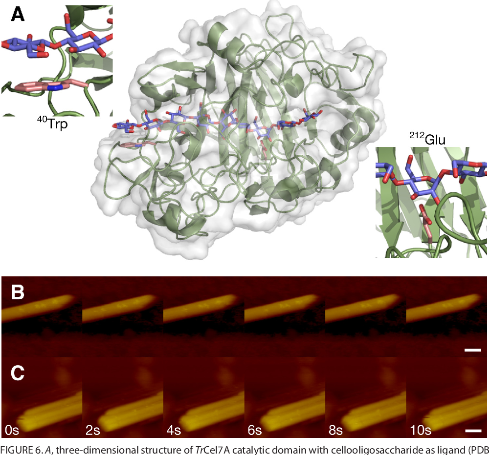 Figure 1 From High Speed Atomic Force Microscopy Visualizes Processive