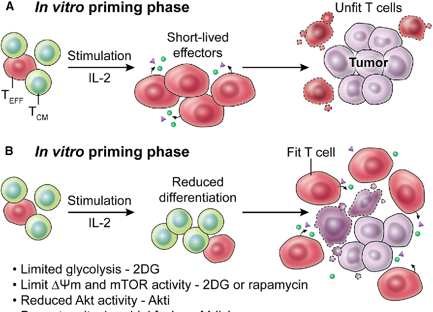 Figure 2 From Metabolic Regulation Of T Cell Longevity And Function In