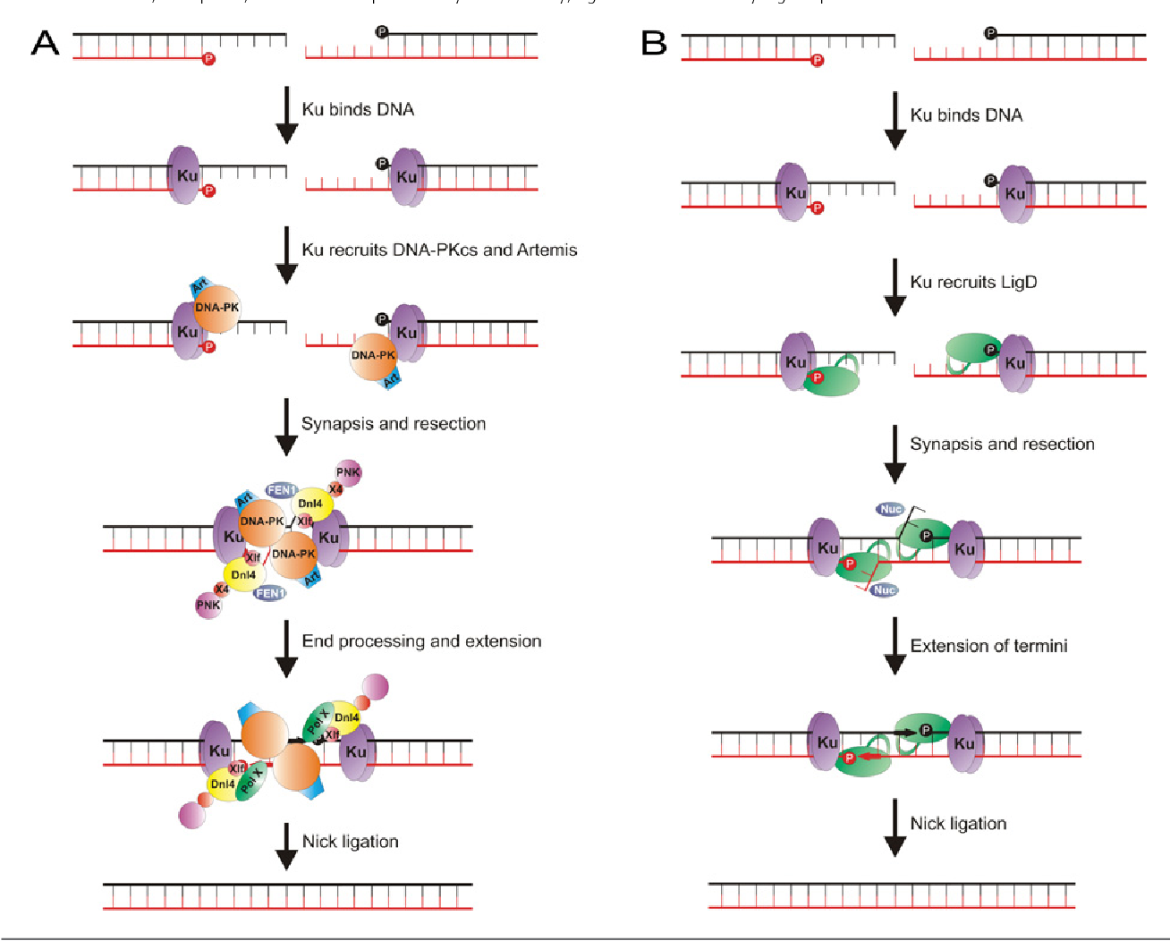 Pdf Repairing Dna Double Strand Breaks By The Prokaryotic Non