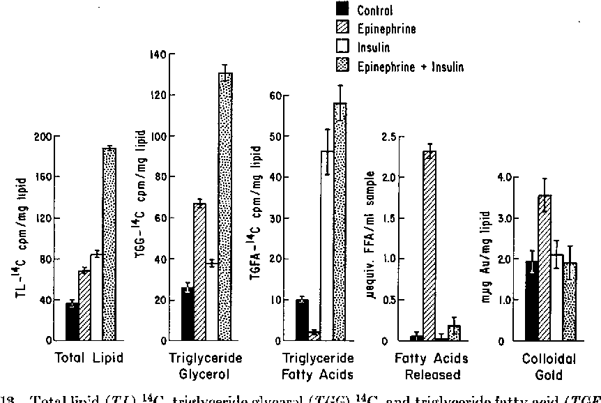 Figure 7 From Structure Function Relationships In The Adipose Cell