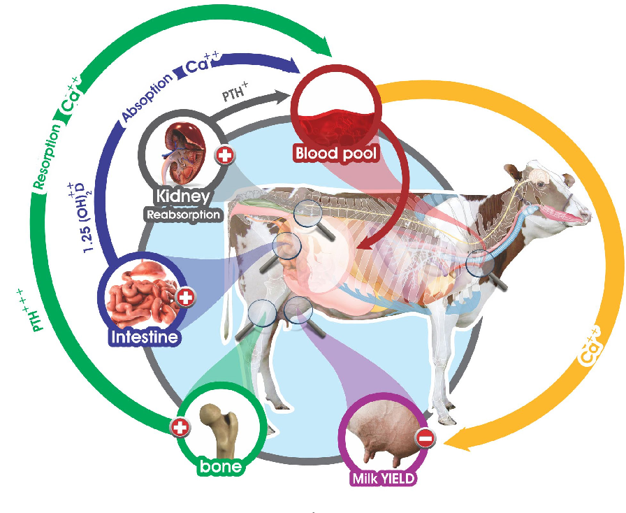 Subclinical Hypocalcemia In Dairy Cows Pathophysiology Consequences