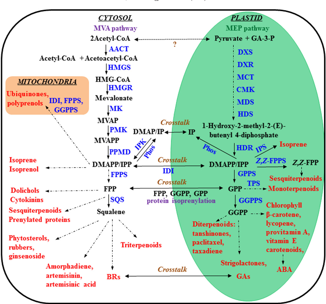 Figure 1 From The Potential Of The Mevalonate Pathway For Enhanced