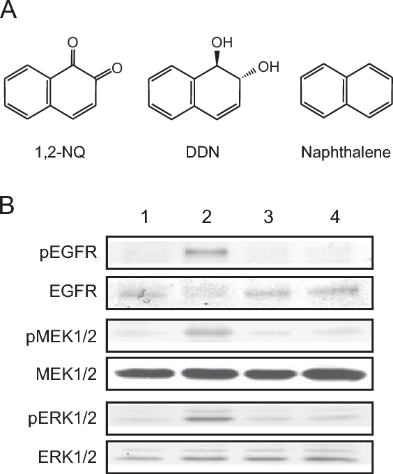 Activation Of Egfrmekerkap 1 Signaling Mediated By 12