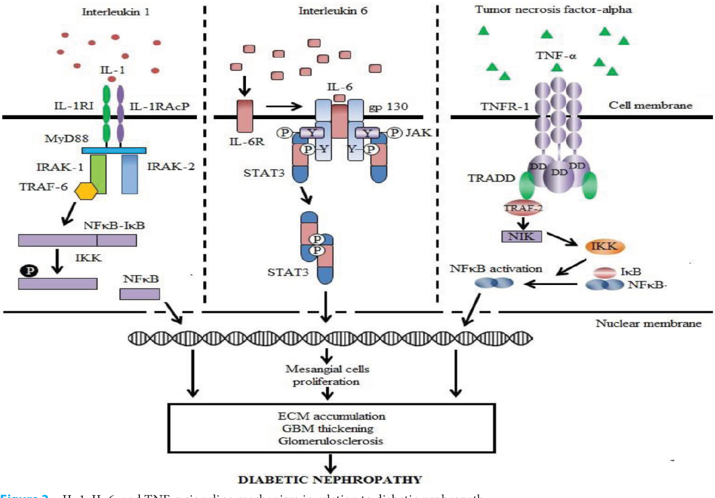 Pdf The Involvement Of Proinflammatory Cytokines In Diabetic