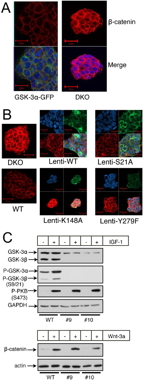 Functional Redundancy Of Gsk 3α And Gsk 3β In Wntβ Catenin Signaling