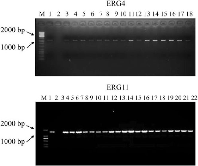 Table 1 From Mutations Andor Overexpressions Of Erg4 And Erg11 Genes