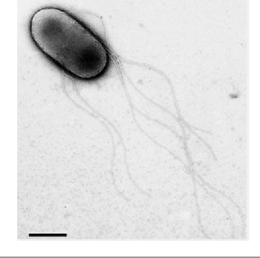 Halobacterium Nrc 1