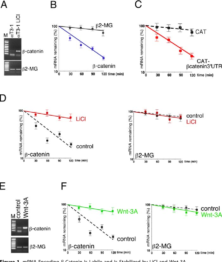 Figure 2 From The Rna Binding Protein Ksrp Promotes Decay Of β Catenin