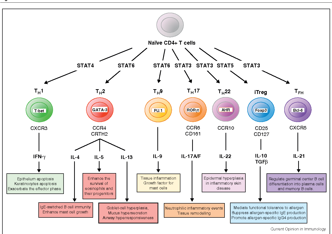 Figure 2 From Characterization Of Cd4 T Cell Subsets In Allergy