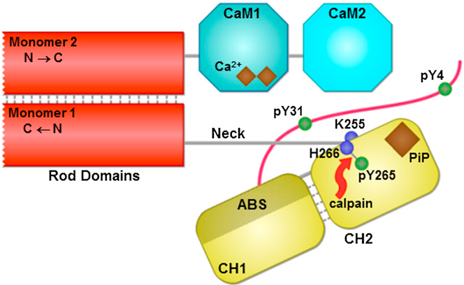 Figure 1 From Modeling The Assembly Of The Multiple Domains Of α