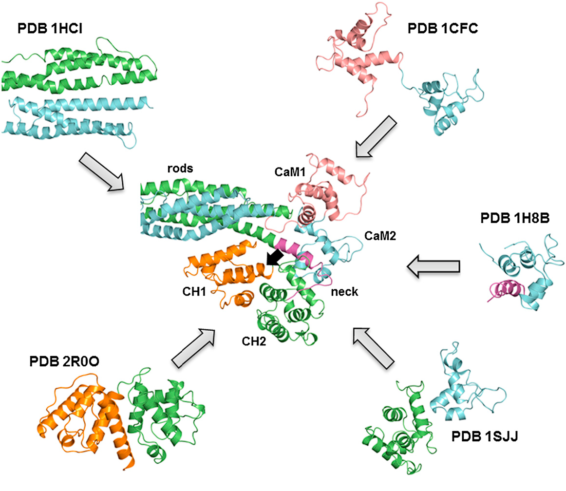 Figure 1 From Modeling The Assembly Of The Multiple Domains Of α