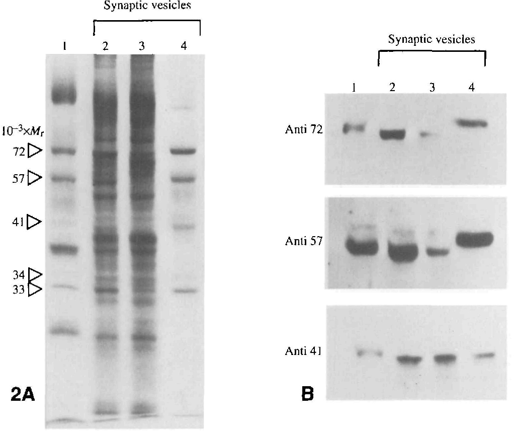 Figure 1 From The Role Of V Atpase In Neuronal And Endocrine Systems