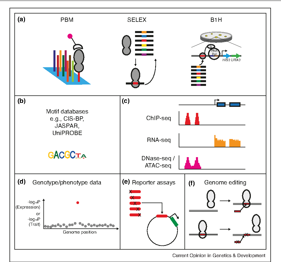 Transcription Factor Dna Binding Beyond Binding Site Motifs