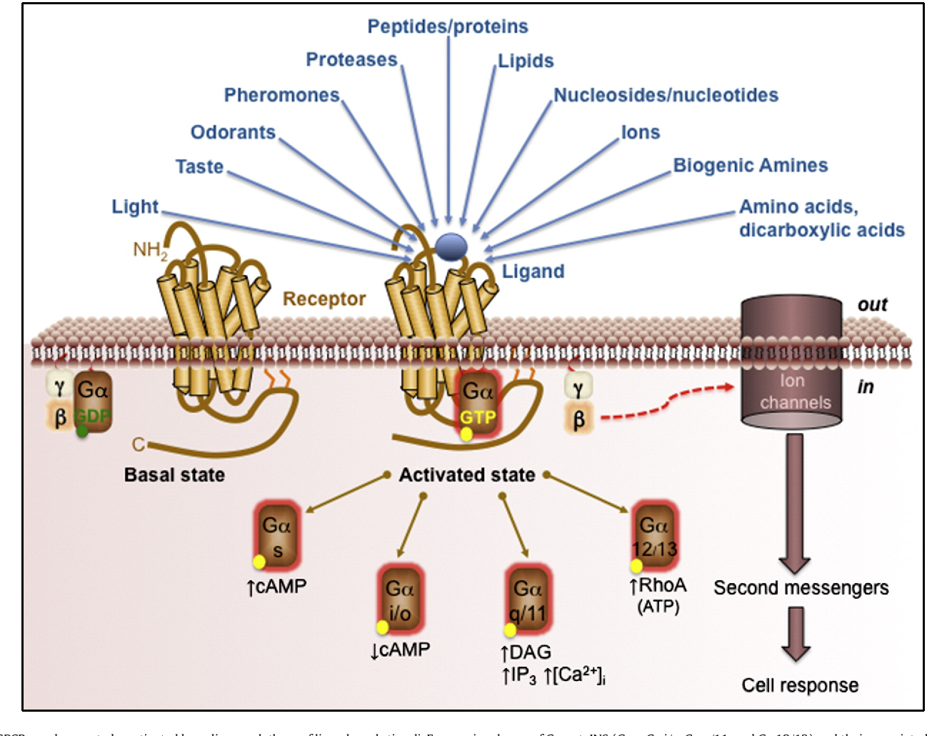 An Overview Of The Diverse Roles Of G Protein Coupled Receptors Gpcrs