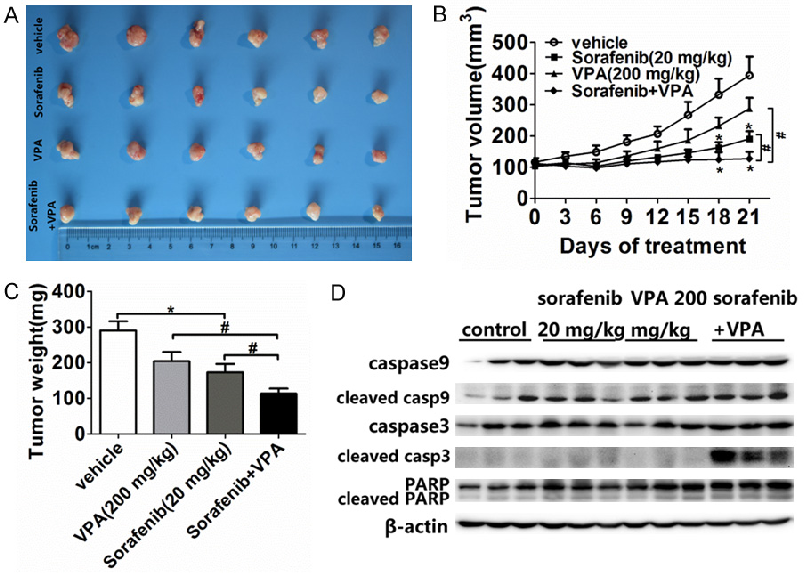 Pdf Combination Of Sorafenib And Valproic Acid Synergistically