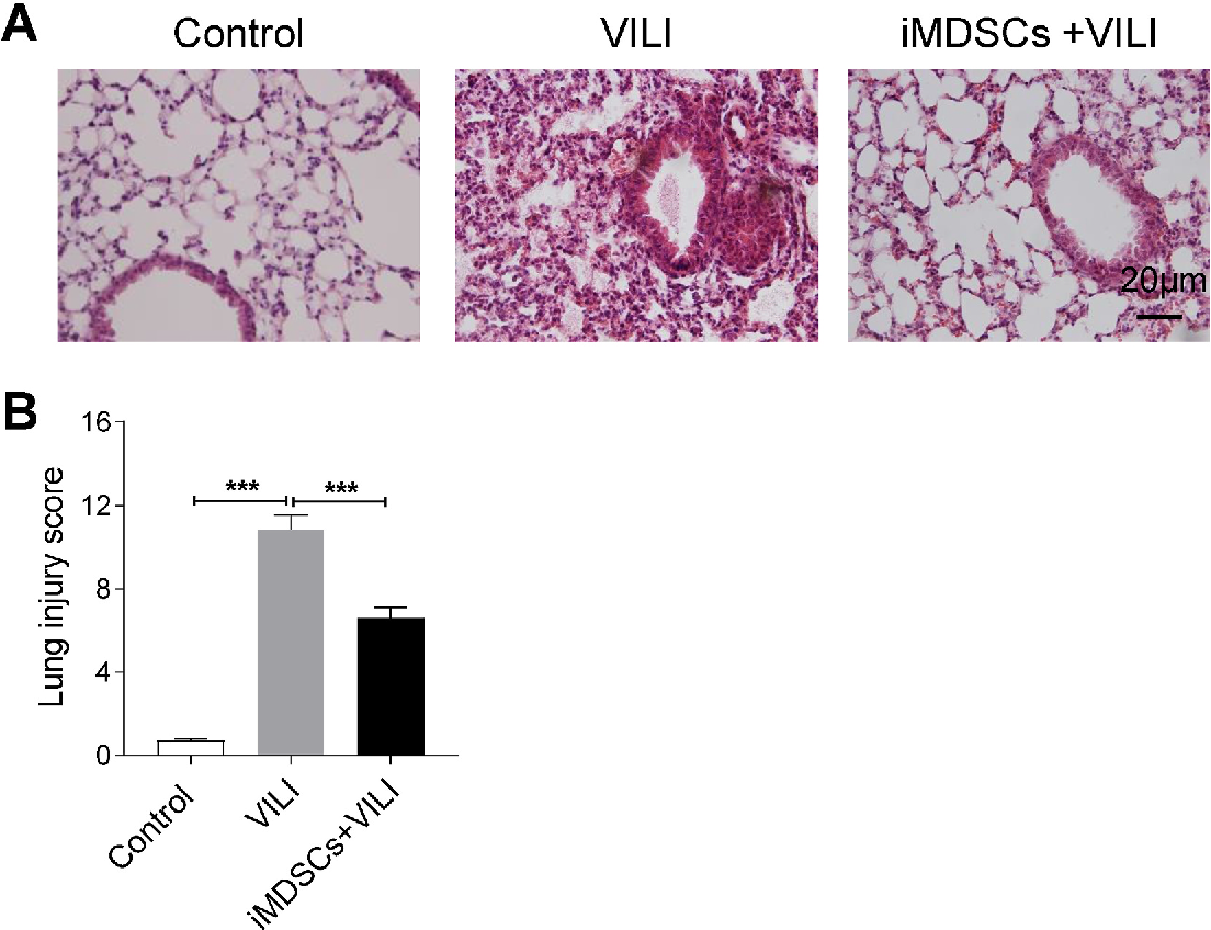 Figure 5 From The Effect Of Adoptive Transferring Myeloid Derived