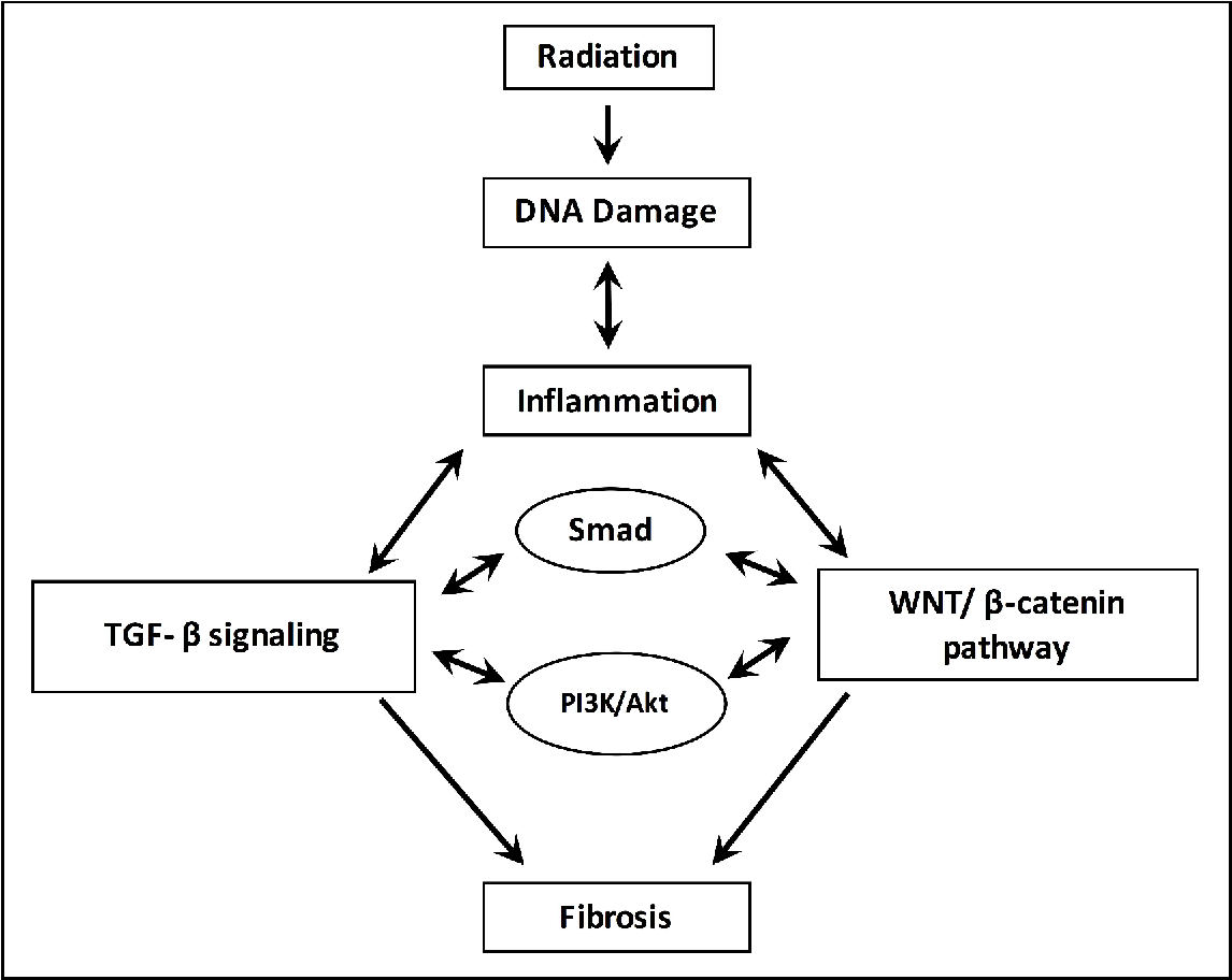 Figure 2 From Interactions Between Tgf β1 Canonical Wntβ Catenin