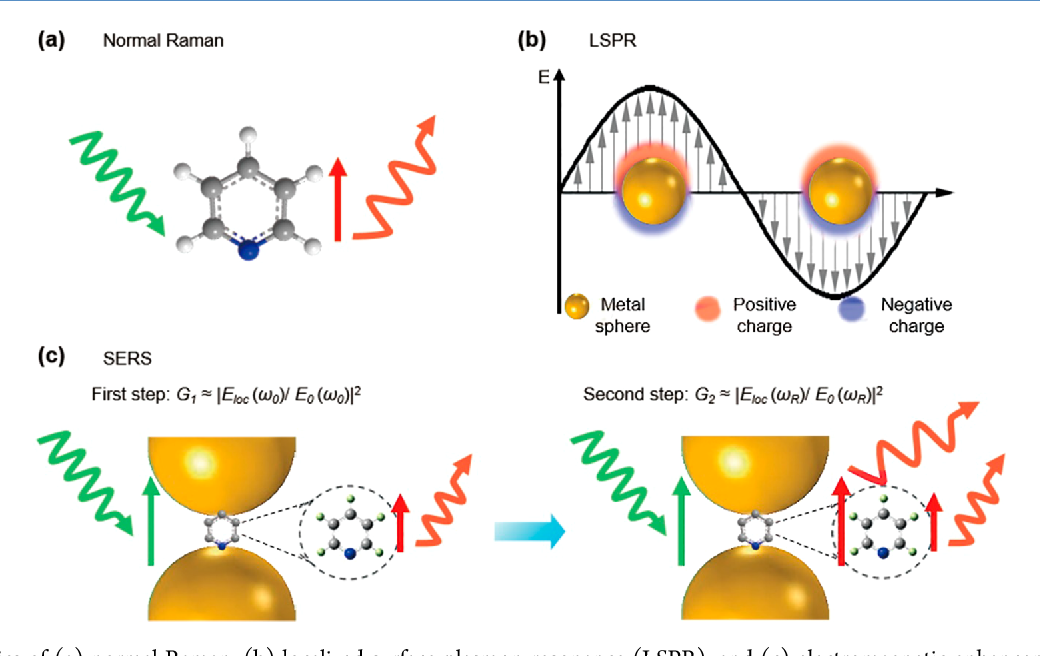 Surface Enhanced Raman Spectroscopy