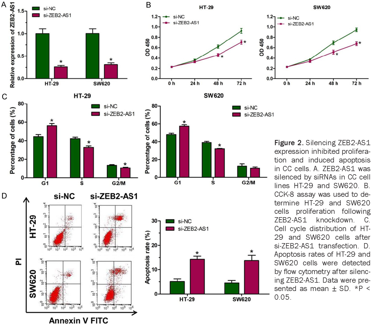 Figure 1 From Long Non Coding Rna Zeb2 As1 Promotes Proliferation And