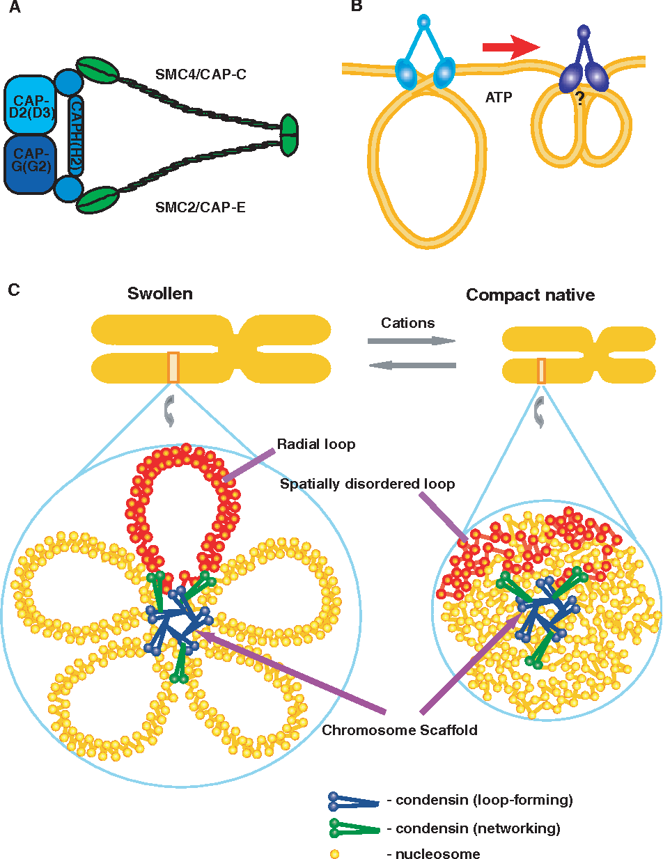 Figure 1 From Packaging The Genome The Structure Of Mitotic