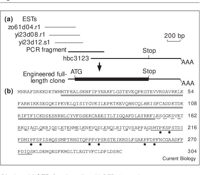 Pdf Human Ced 6 Encodes A Functional Homologue Of The Caenorhabditis