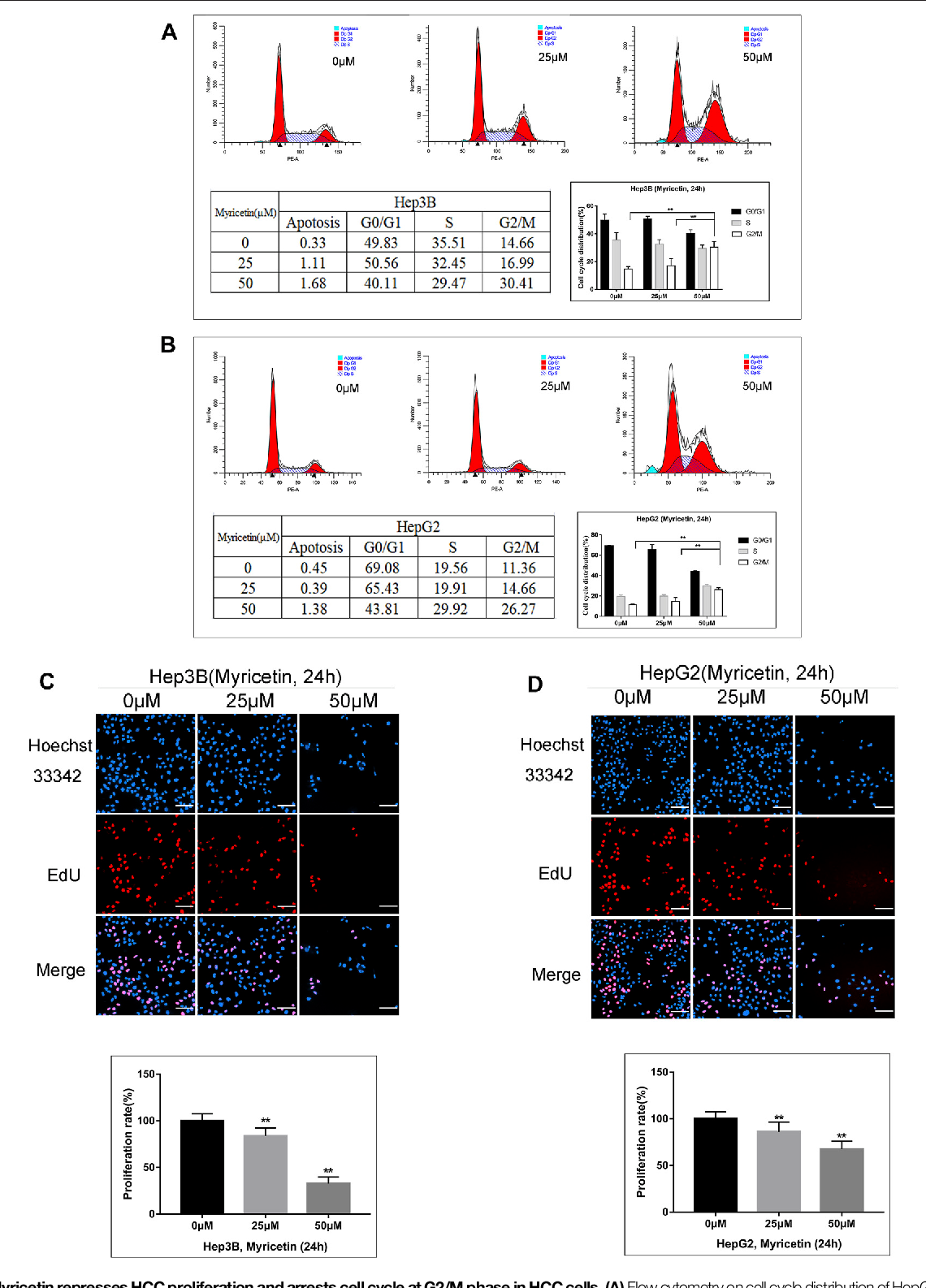 Figure 1 From Myricetin Induces Autophagy And Cell Cycle Arrest Of Hcc