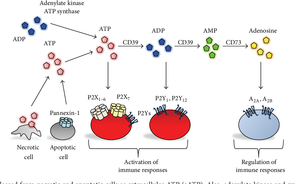 Figure 1 From Pathophysiological Role Of Extracellular Purinergic