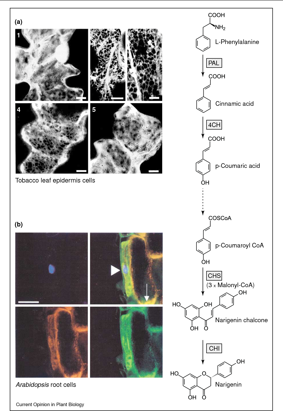 Figure 1 From A Role For Intra And Intercellular Translocation In