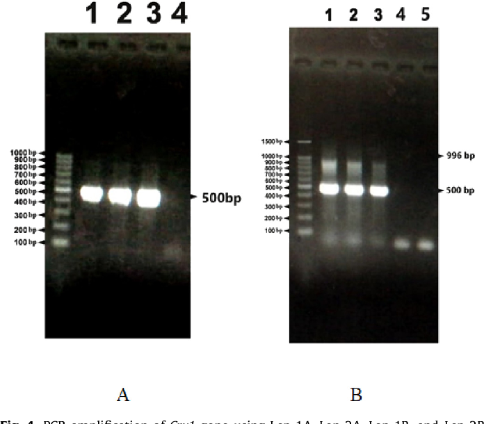 Figure 3 From Characterization Of Bacillus Thuringiensis Isolated From