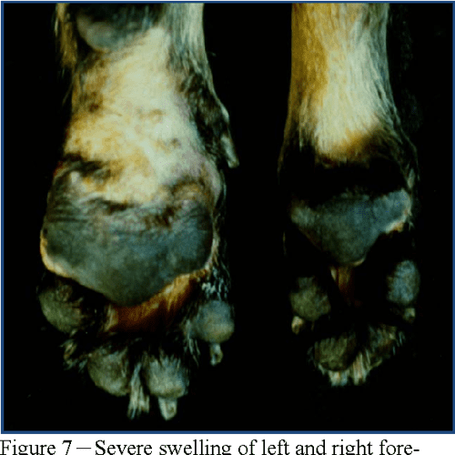 Figure 5 From Calcinosis Cutis Calcinosis Circumscripta And “ Mille
