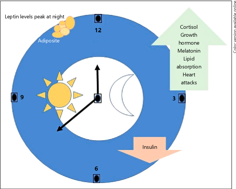 Effect Of Circadian Rhythm On Metabolic Processes And The Regulation Of