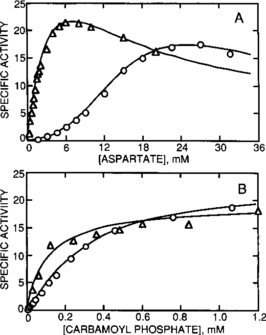 Pdf The Regulatory Subunit Of Escherichia Coli Aspartate