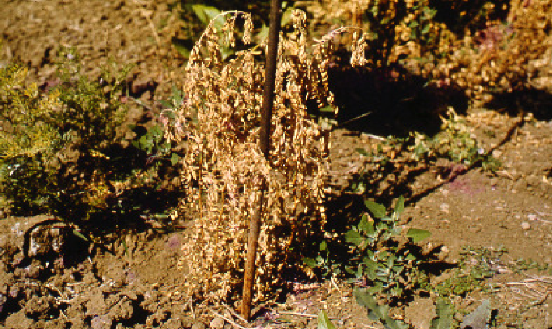 Figure 412 From Toxigenicity Of Fusarium Species Causing Wilt Of