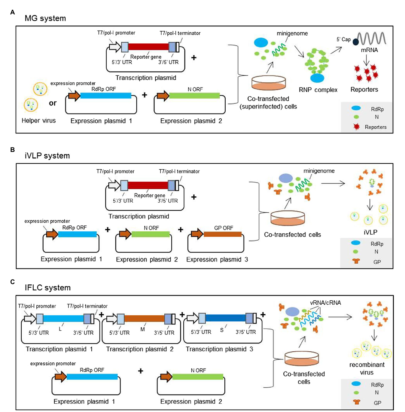 Figure 3 From Recent Advances In Bunyavirus Reverse Genetics Research