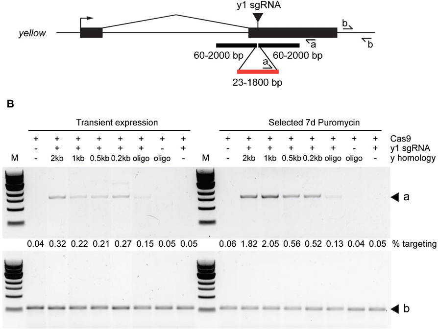 Figure 1 From Mutagenesis And Homologous Recombination In Drosophila