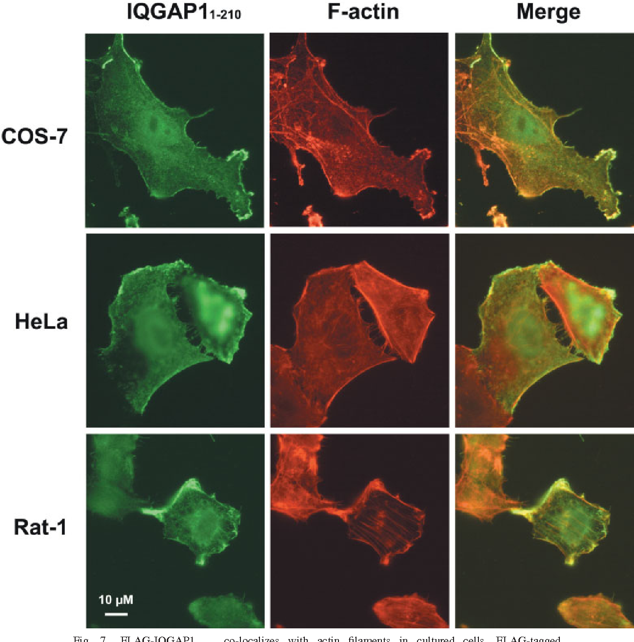 Figure 1 From Actin Filament Binding By A Monomeric Iqgap1 Fragment