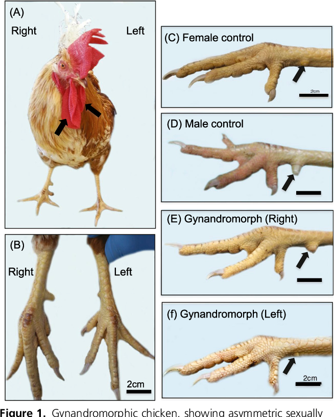 Figure 1 From Gonadal And Endocrine Analysis Of A Gynandromorphic