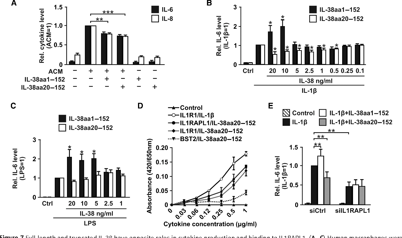 Pdf Interleukin 38 Is Released From Apoptotic Cells To Limit