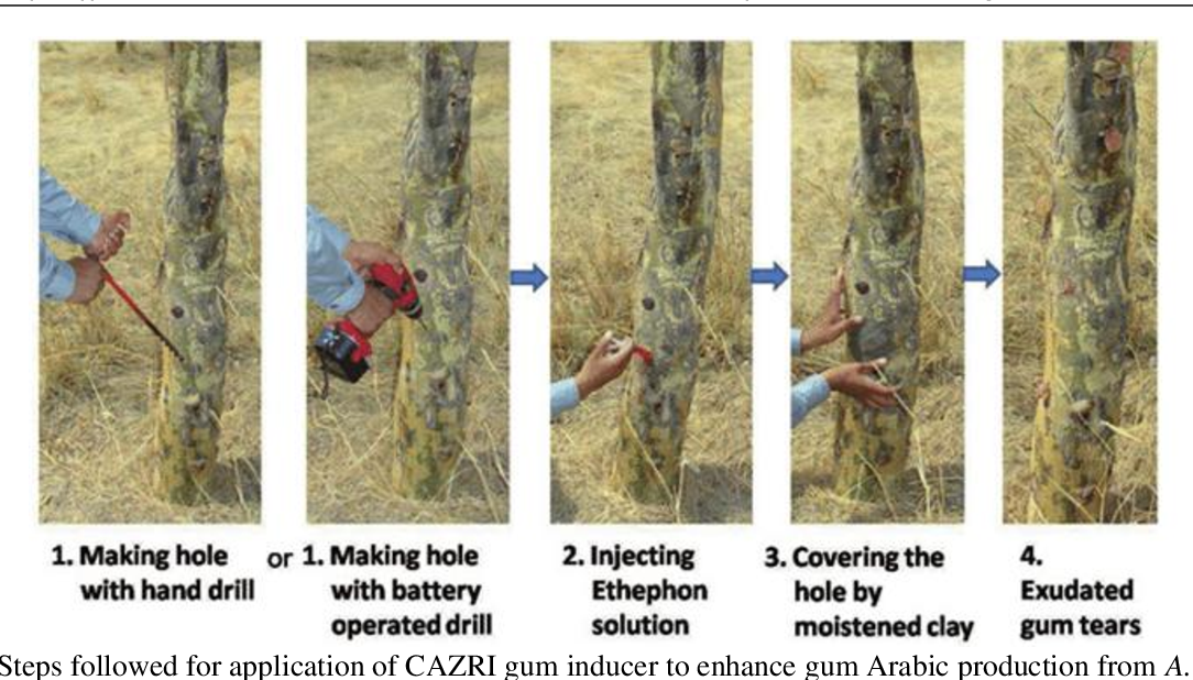 Pdf Effect Of Different Girth Classes On Gum Arabic Production From