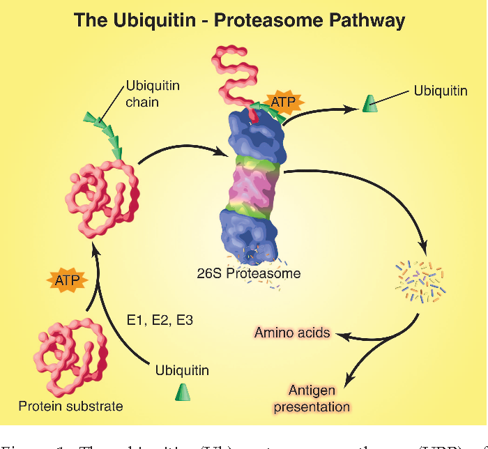 Pdf Protein Degradation By The Ubiquitin Proteasome Pathway In Normal