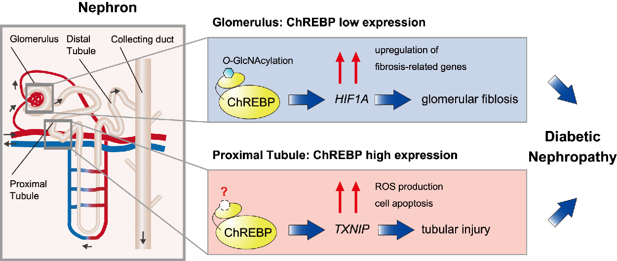 The Physiological And Pathophysiological Roles Of Carbohydrate Response