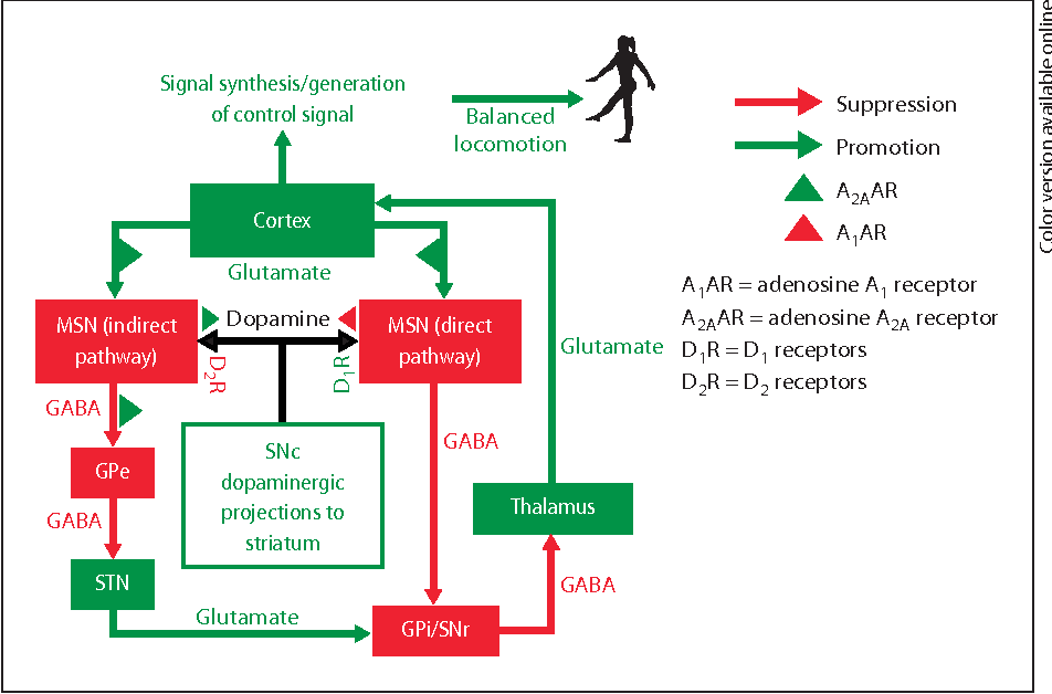 Adenosine A2a Receptor Antagonism And Pathophysiology Of Parkinsons