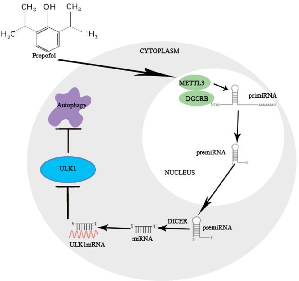 Autophagy Role As A Double Edged Sword In Anesthesiology And Critical