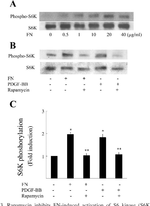 Figure 1 From Rapamycin Inhibits Fibronectin Induced Migration Of The