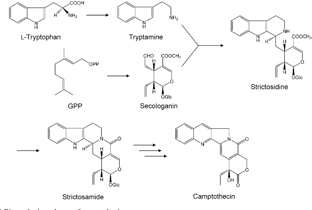 Pdf Biosynthetic System Of Camptothecin An Anticancer Plant Product