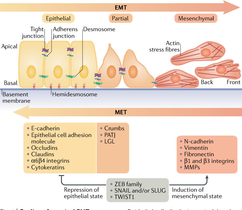 Frontiers Epithelialmesenchymal Transition And