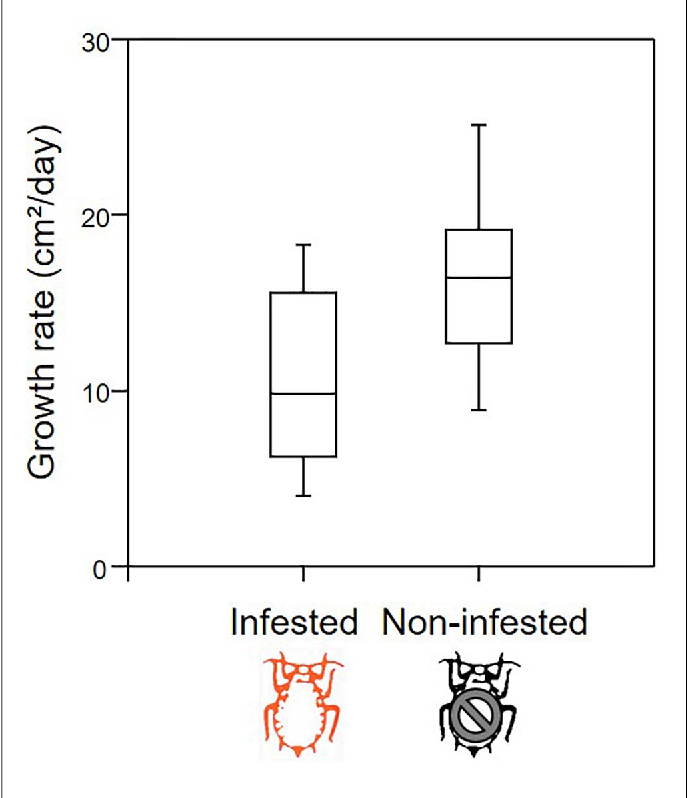 Figure 1 From The Impact Of Phloem Feeding Insects On Leaf