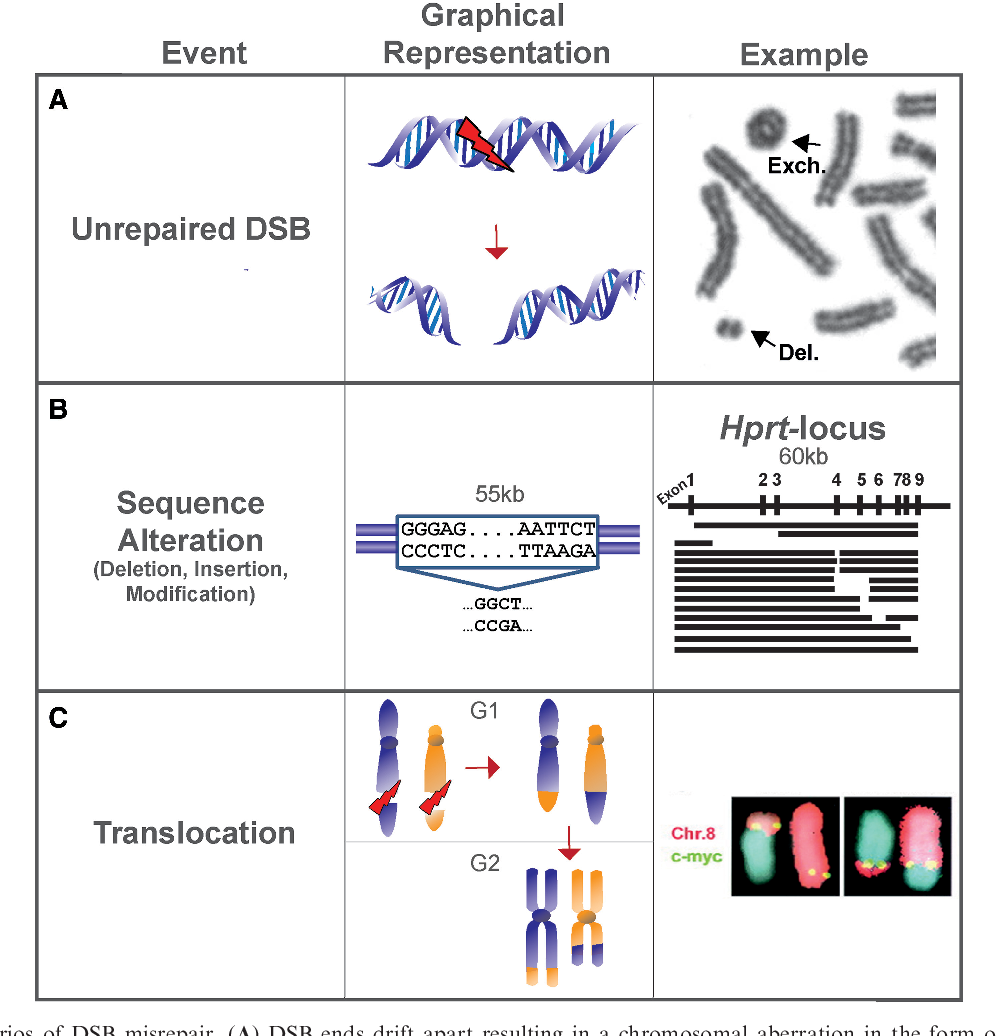 Figure 2 From Dna Double Strandbreak Complexity Levels And Their